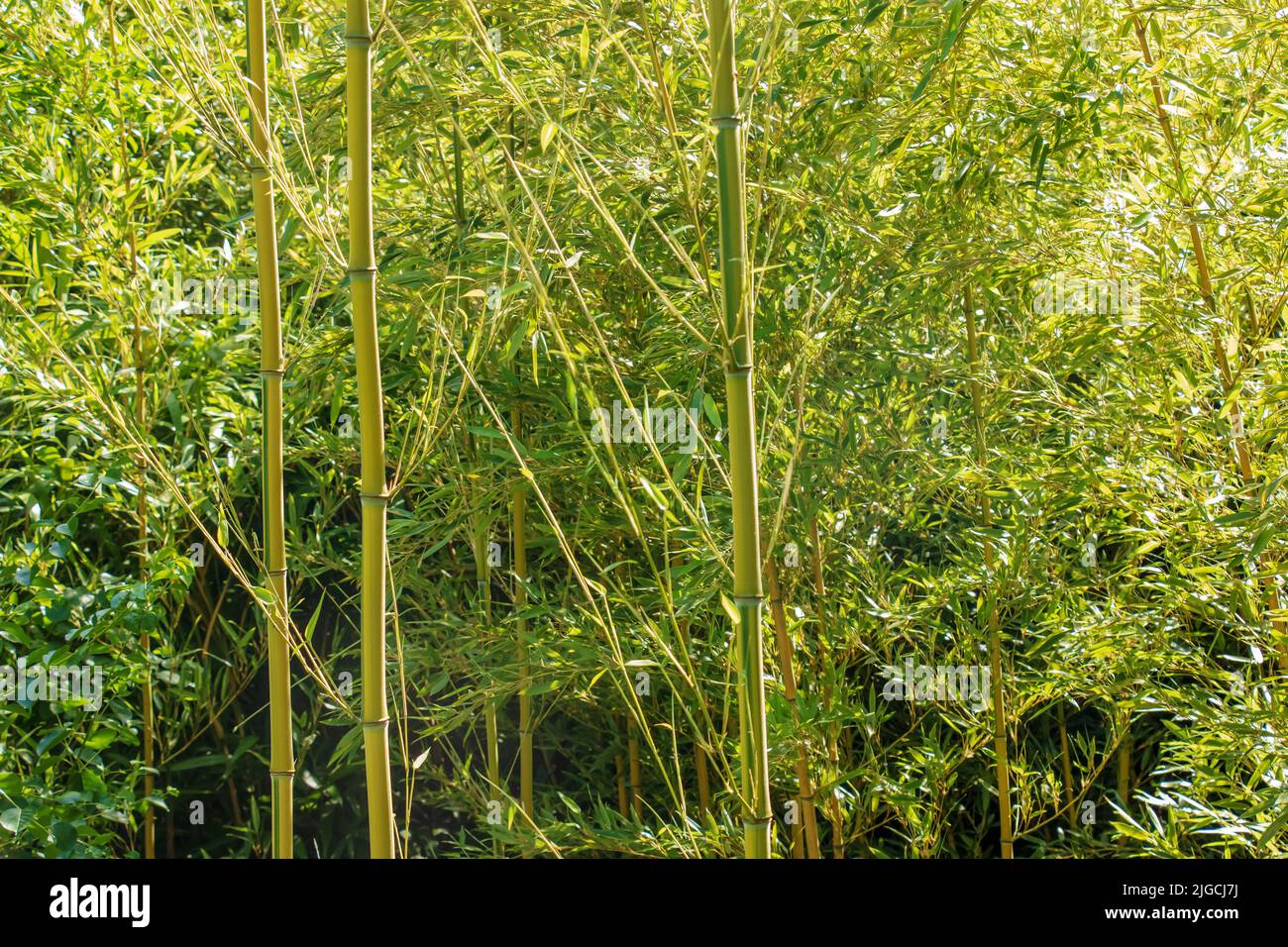 Bamboo tree landscape in the rainforest. Background of green trunks and ...