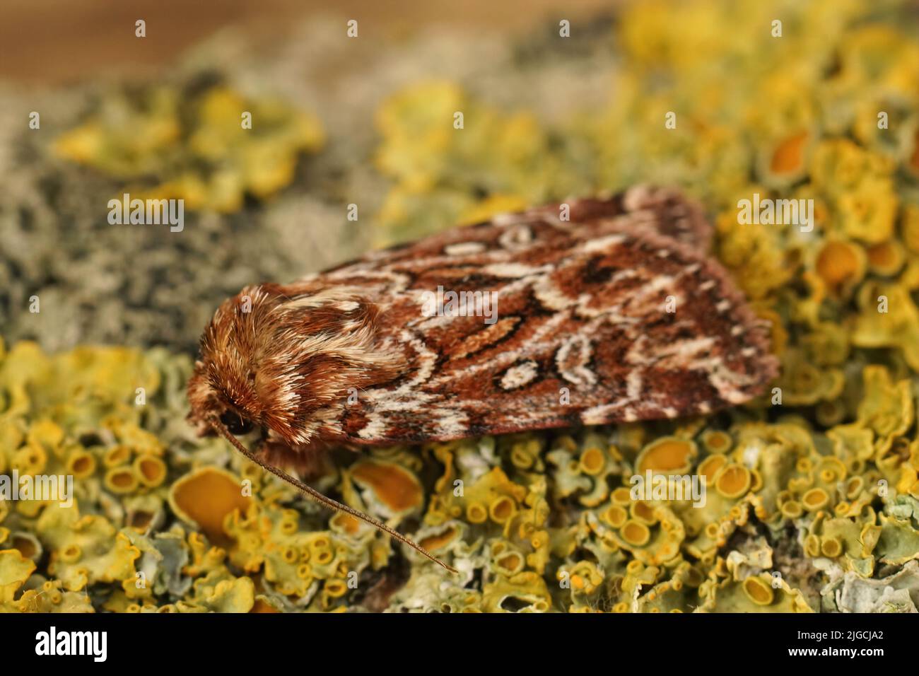 True armyworm moth hi-res stock photography and images - Alamy