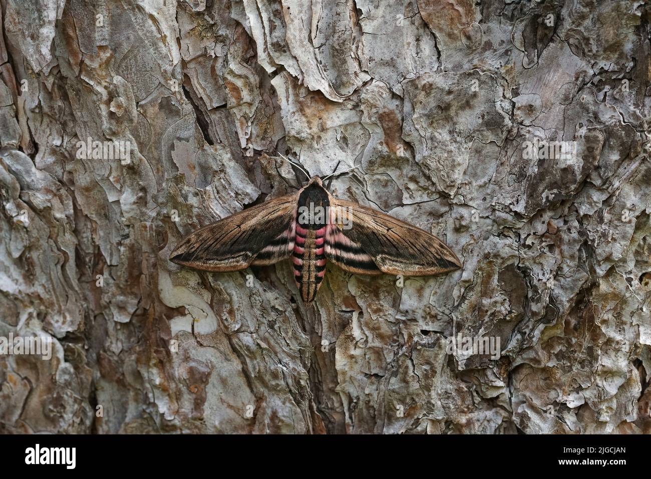 Closeup on the large Privet hawk-moth ,Sphinx pinastri sitting with ...