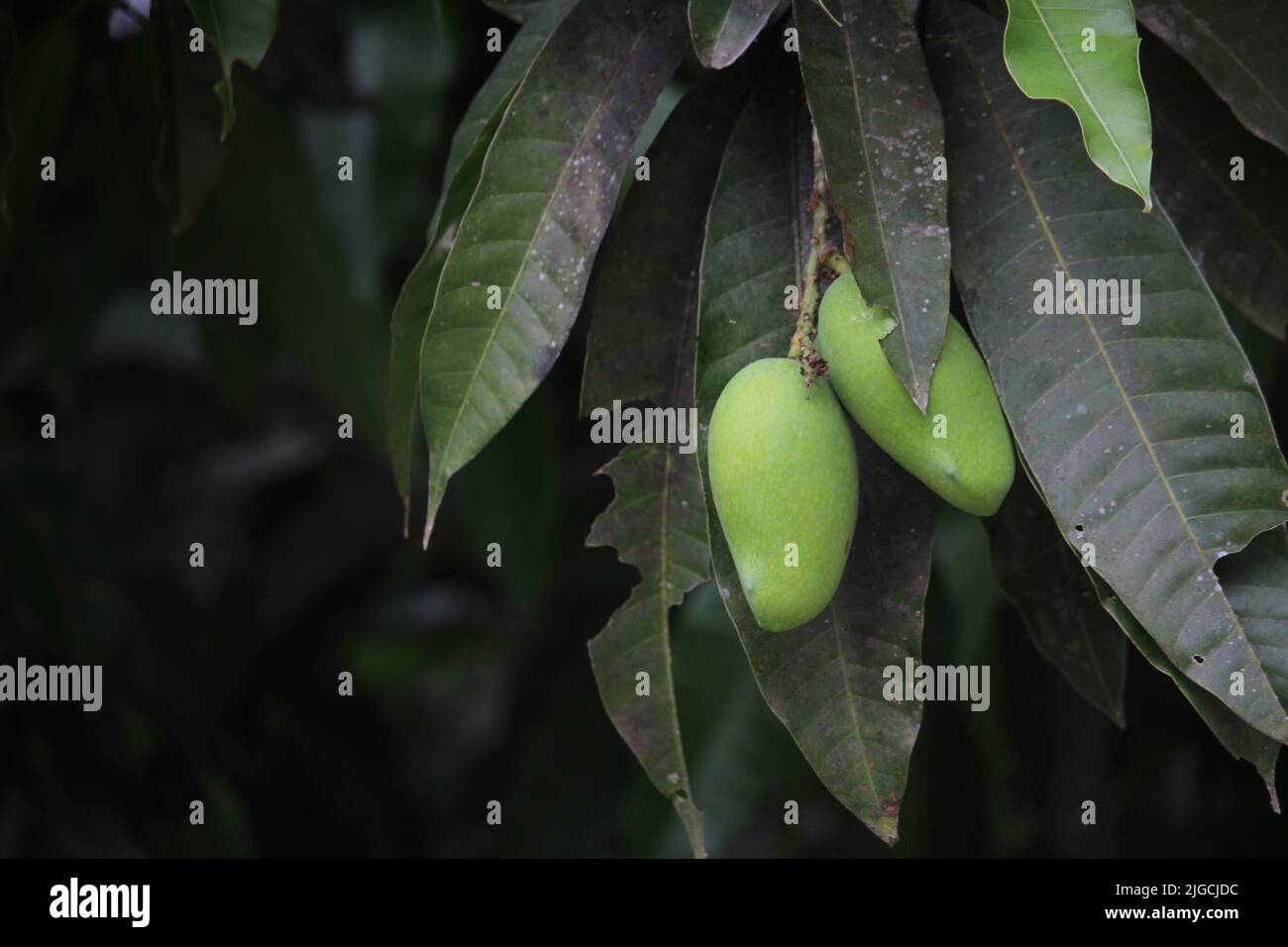 Picture of raw mango on mango tree Stock Photo - Alamy
