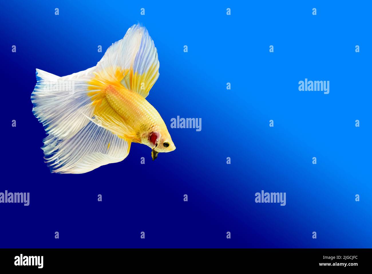 The closeup view of yellow Siamese fighting fish swimming in the blue ...