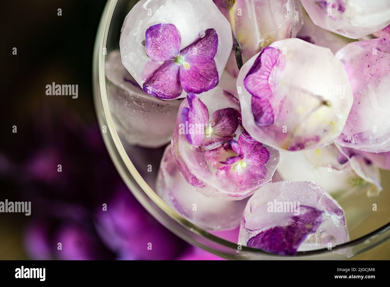 Glass with purple hydrangea flower ice cubes as a refreshing summer ...