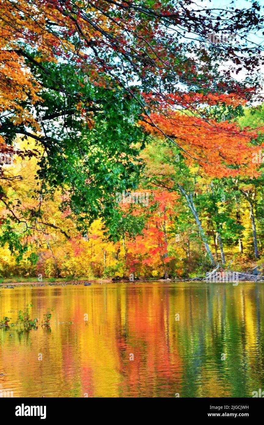 Colorful fall foliage reflecting in a pond with a painterly effect ...