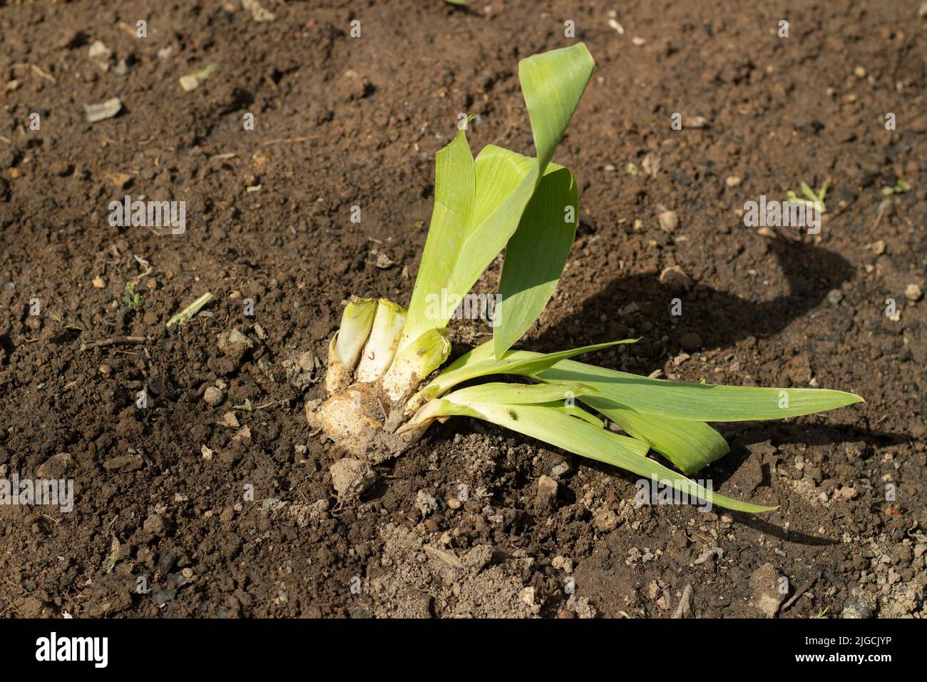 Sapling in ground. Sprout in soil. Planting plants in ground. Garden ...