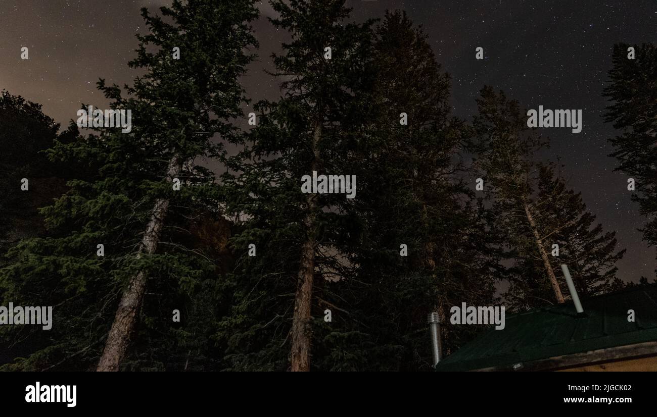 Pine trees at night in Raymond, Colorado Stock Photo - Alamy