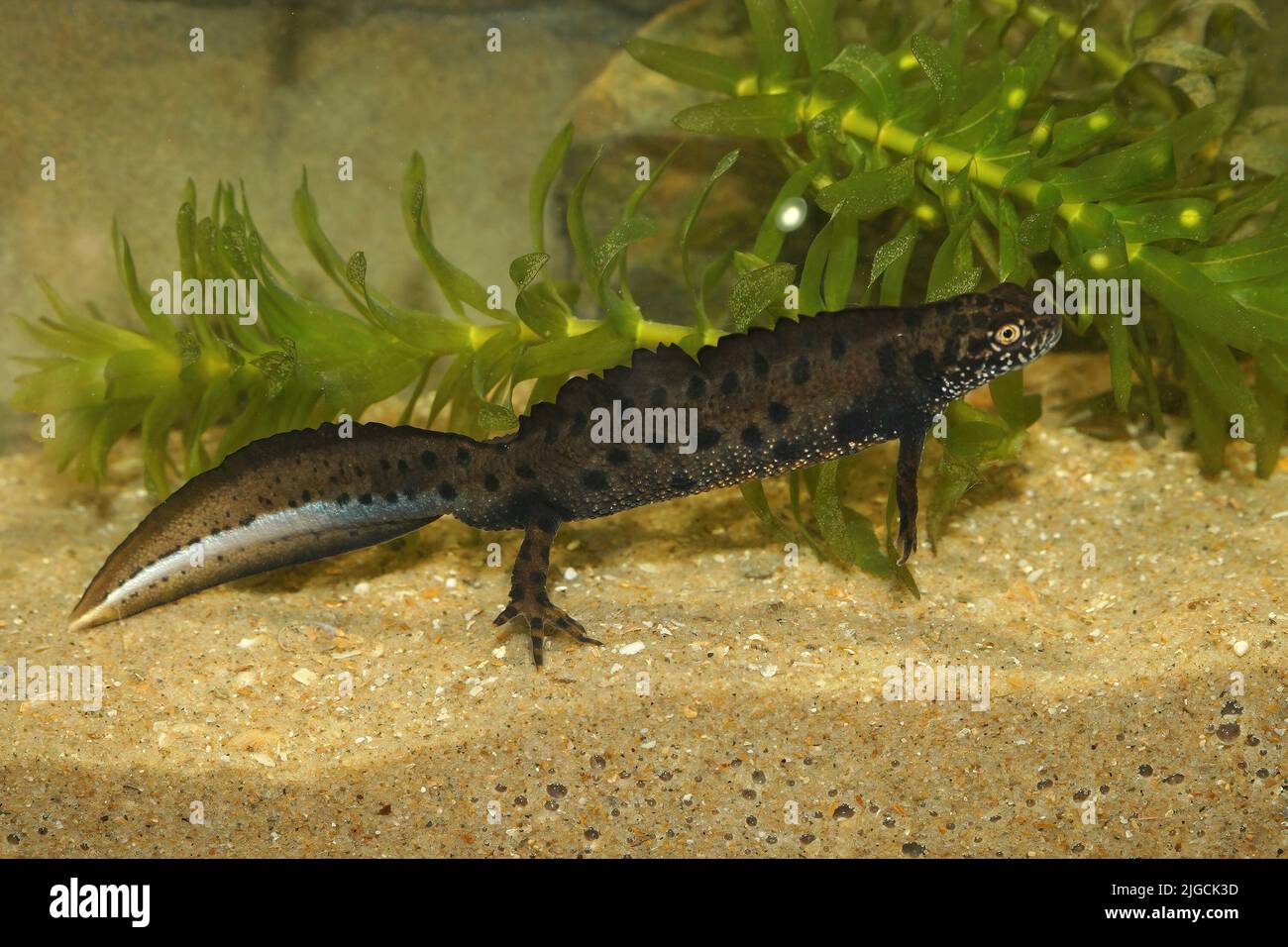 Closeup on an aquatic adult male Danube crested newt, Triturus ...
