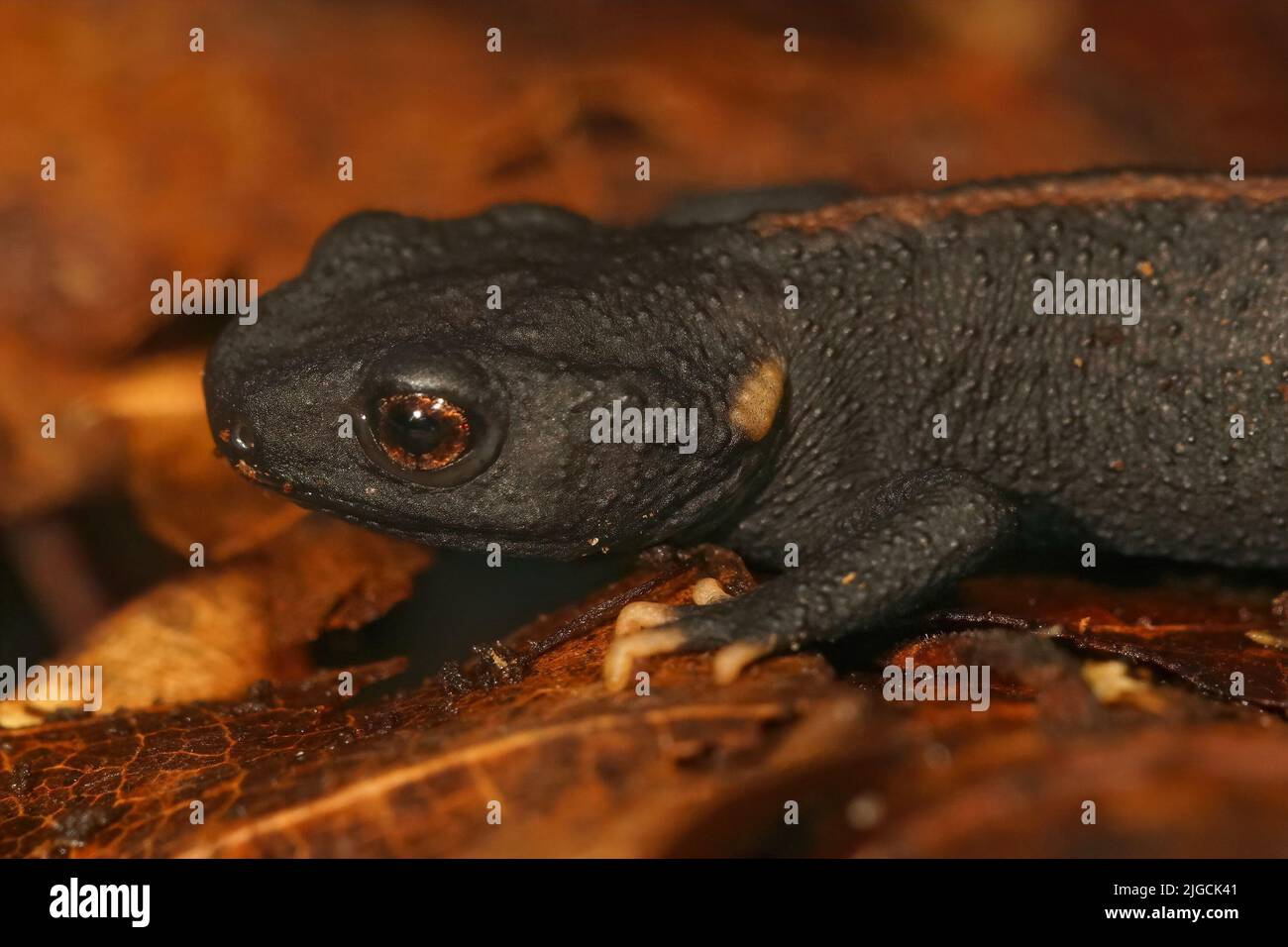 Facial closeup on the critically endangered endemic Chinese Tiannan ...