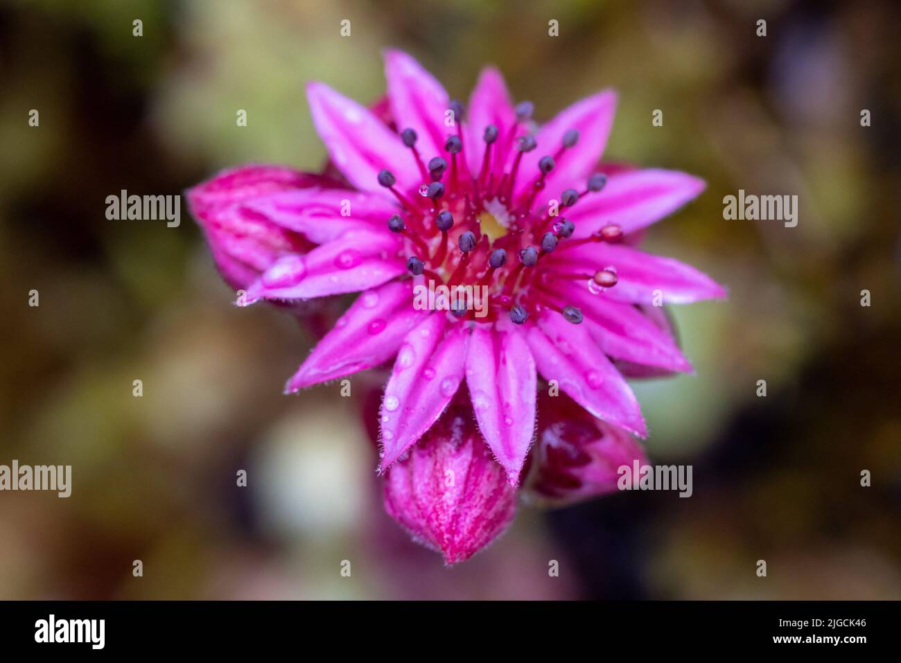 Succulent flower dies after blooming Stock Photo - Alamy