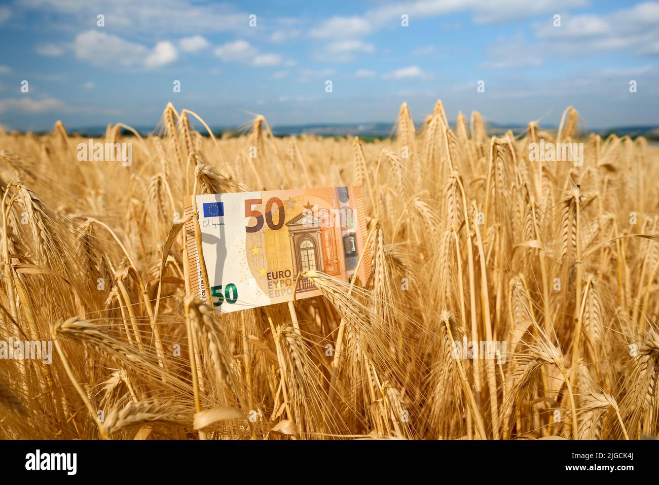 A Fifty euro bill between grain ears in a ripe barley field, financial ...