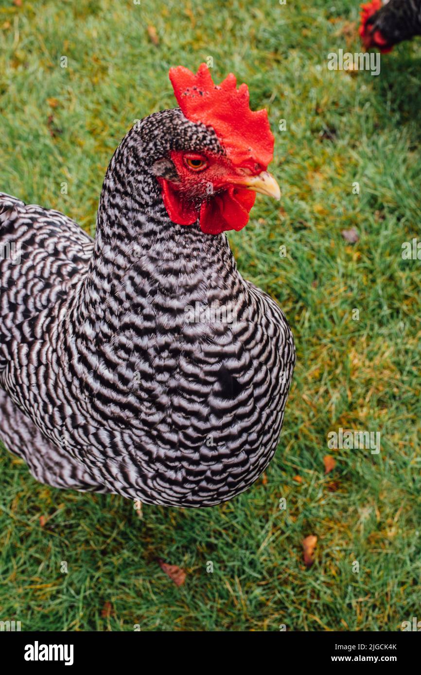 Portrait of Barred Plymouth Rock Chicken hen on the farm Stock Photo ...