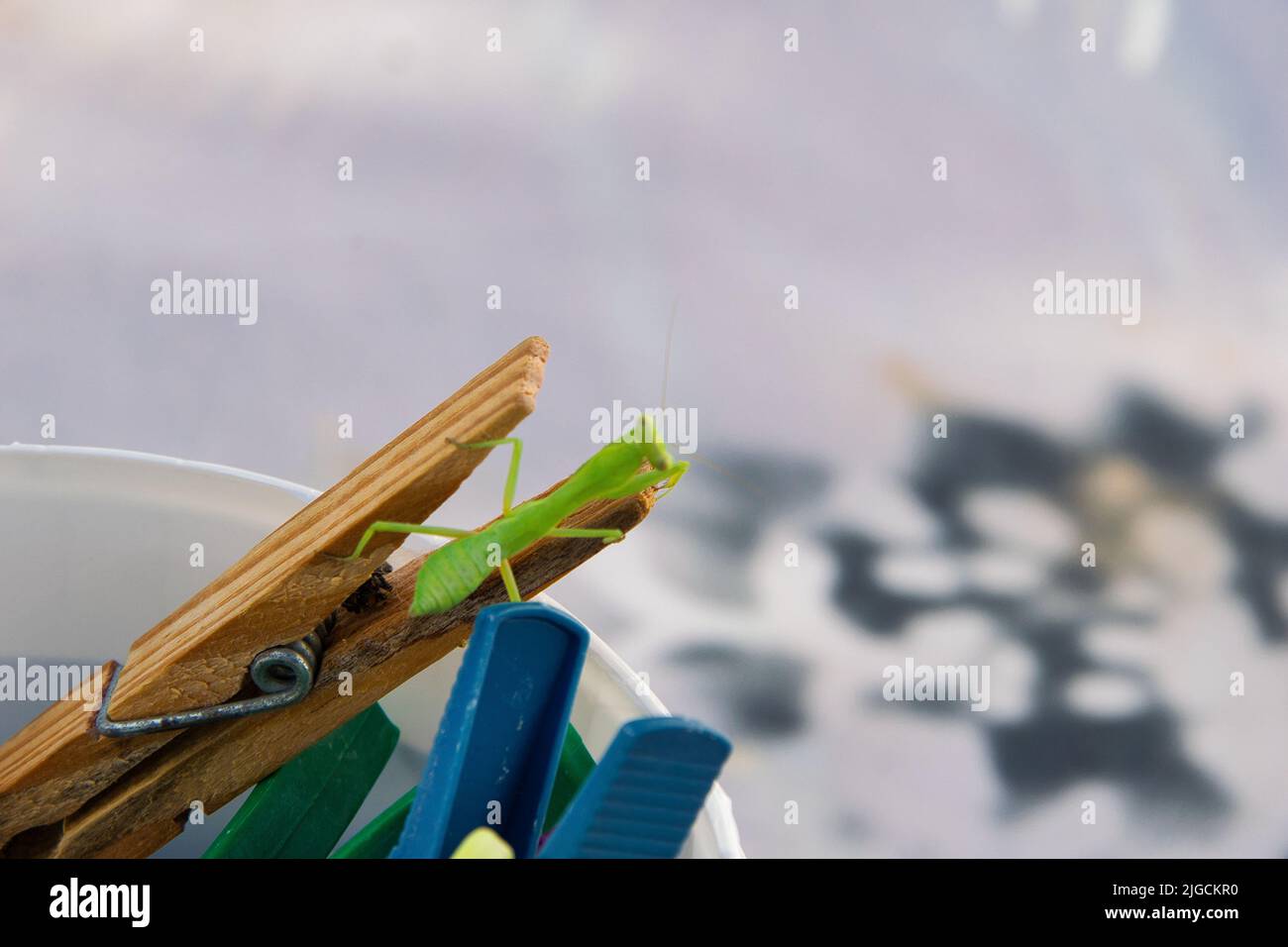 The European mantis (Mantis religiosa) is a large hemimetabolic insect ...