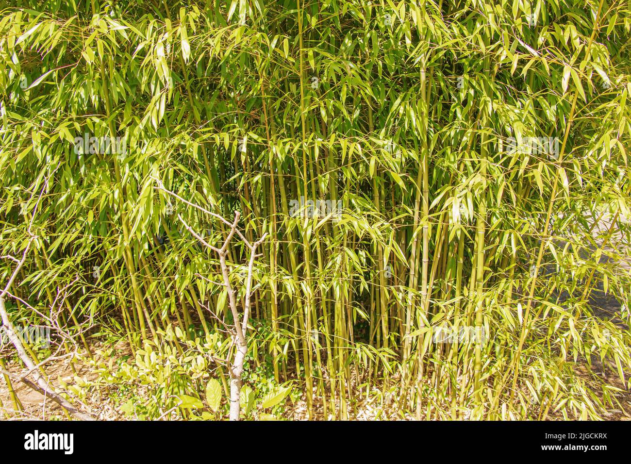 Bamboo tree landscape in the rainforest. Background of green trunks and ...