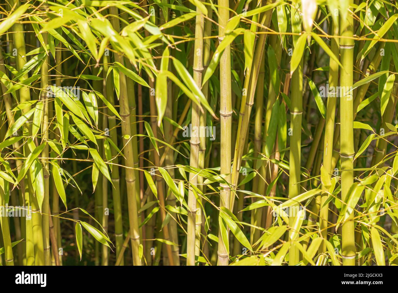 Bamboo tree landscape in the rainforest. Background of green trunks and ...