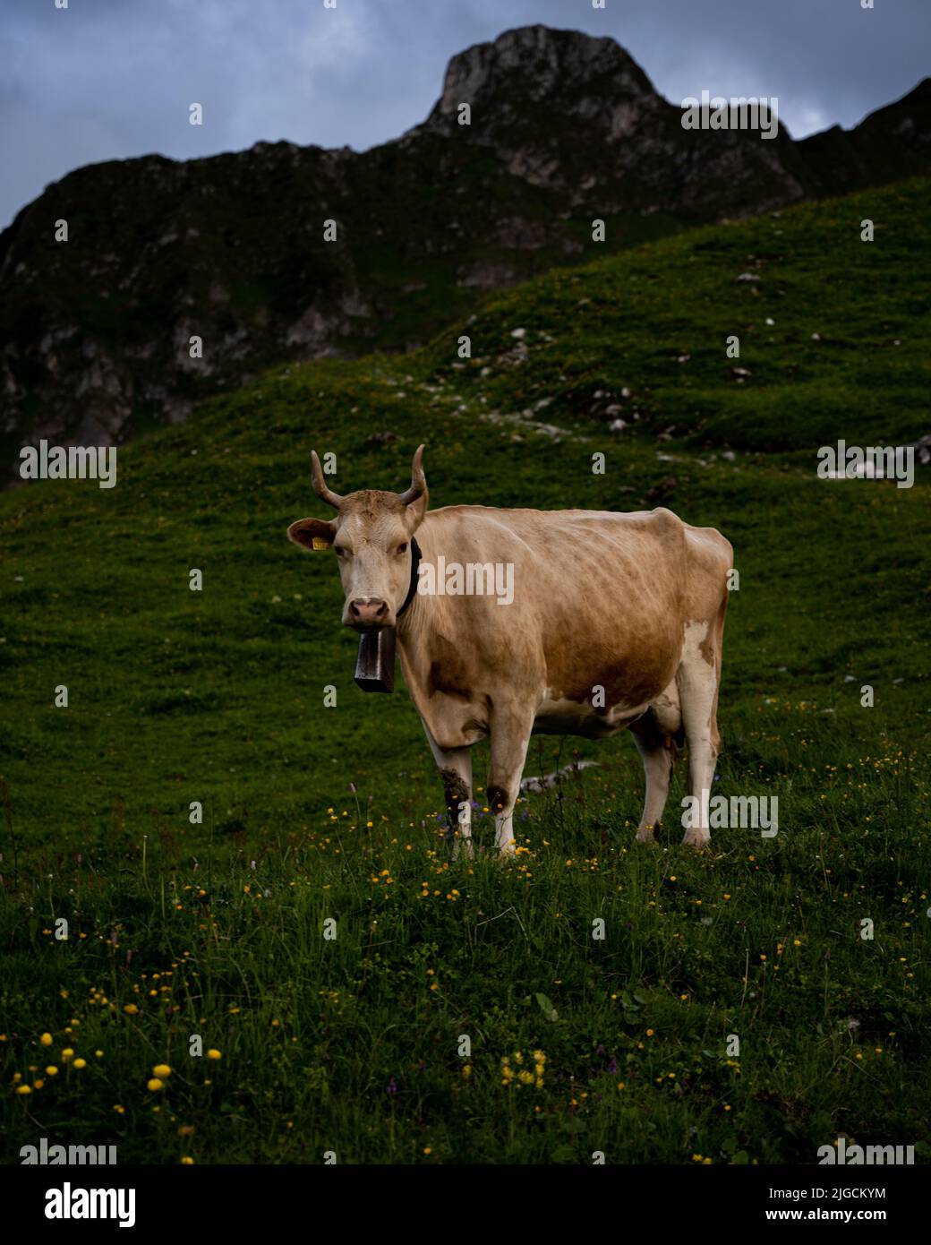 swiss cow with horns and bell standing on a meadow in the swiss alps ...