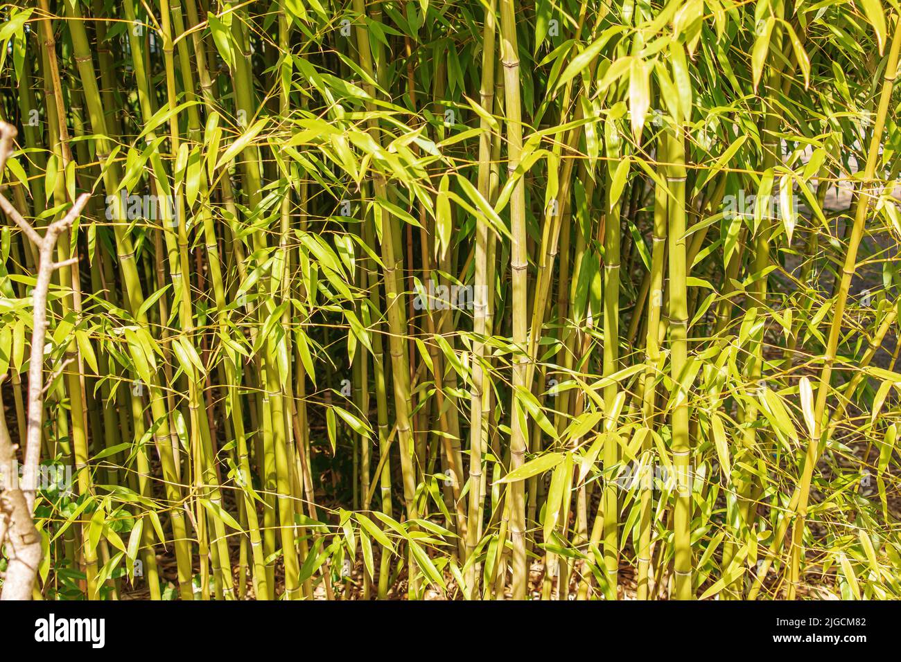 Bamboo tree landscape in the rainforest. Background of green trunks and ...