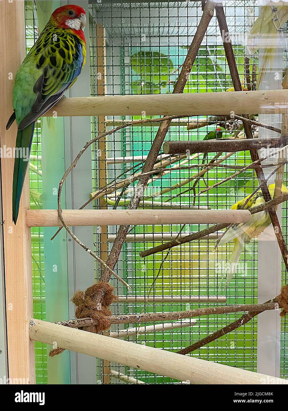 Colorful parrot on a perch in a cage Stock Photo - Alamy
