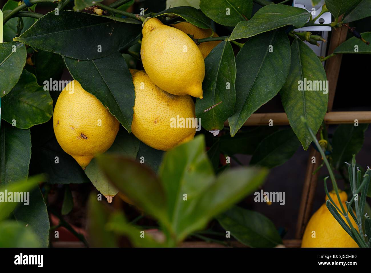 Small lemon tree hi-res stock photography and images - Alamy