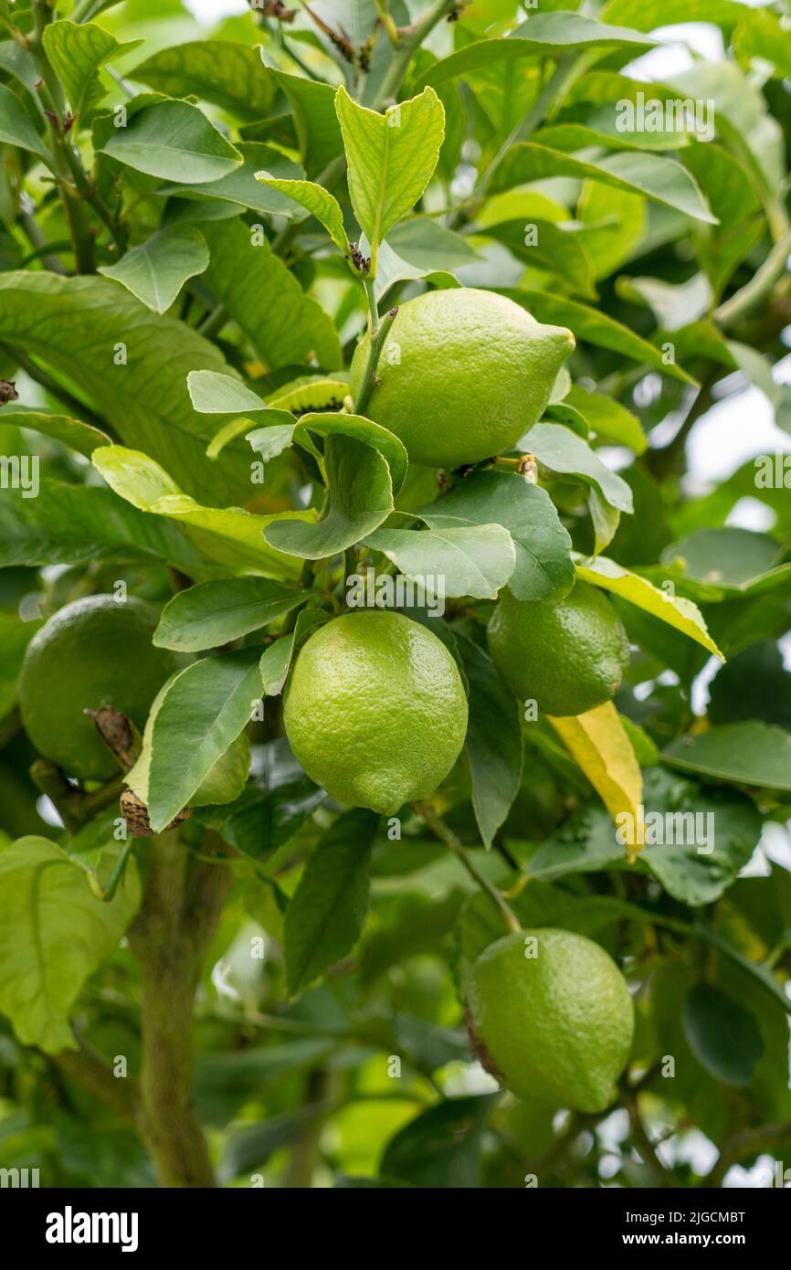 Green lemon tree with fruits close-up on a farm plantation Stock Photo ...