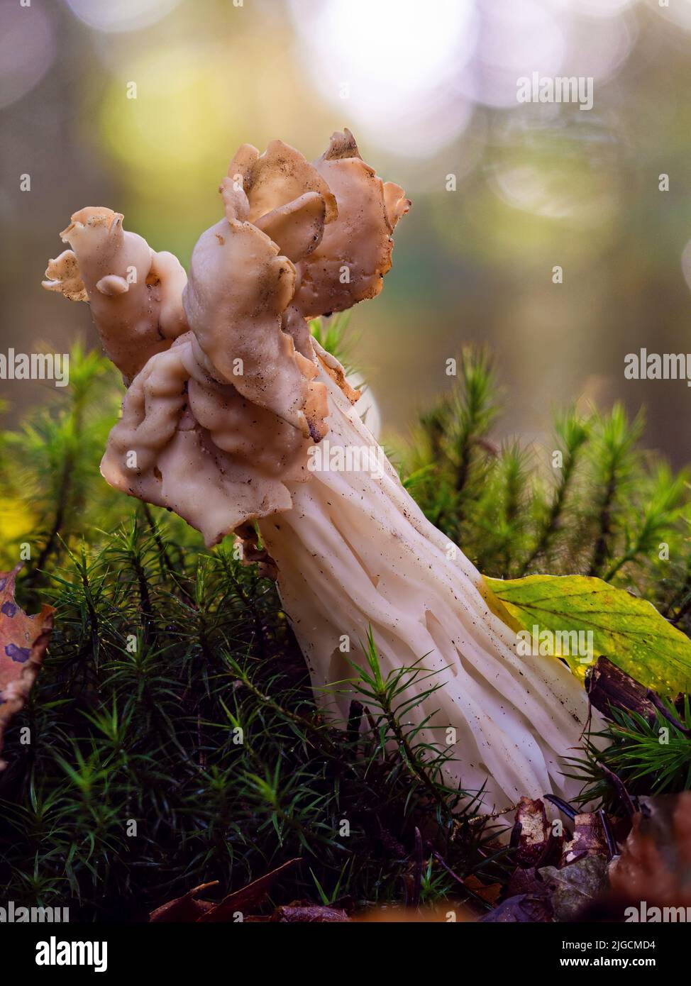 Helvellaceae hi-res stock photography and images - Alamy