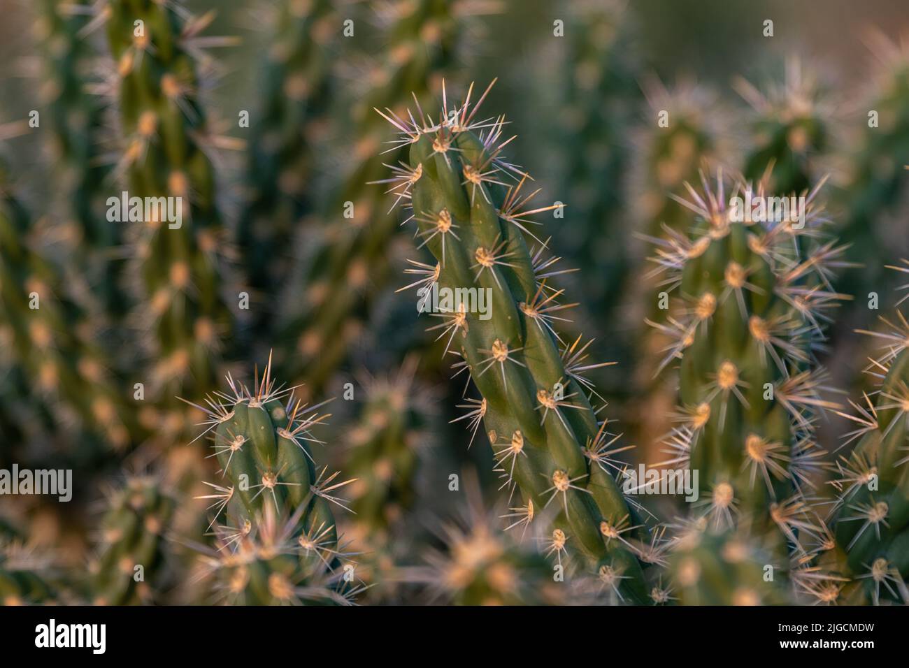 Cacti in the foothills of the Sandia Mountains, Elena Gallegos Open ...
