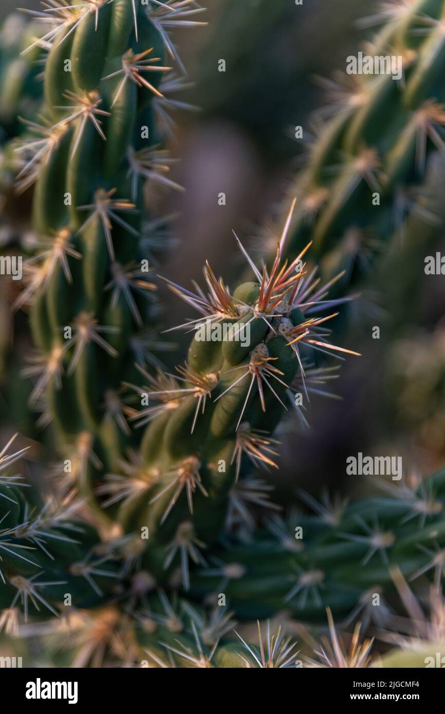 Cacti in the foothills of the Sandia Mountains, Elena Gallegos Open ...