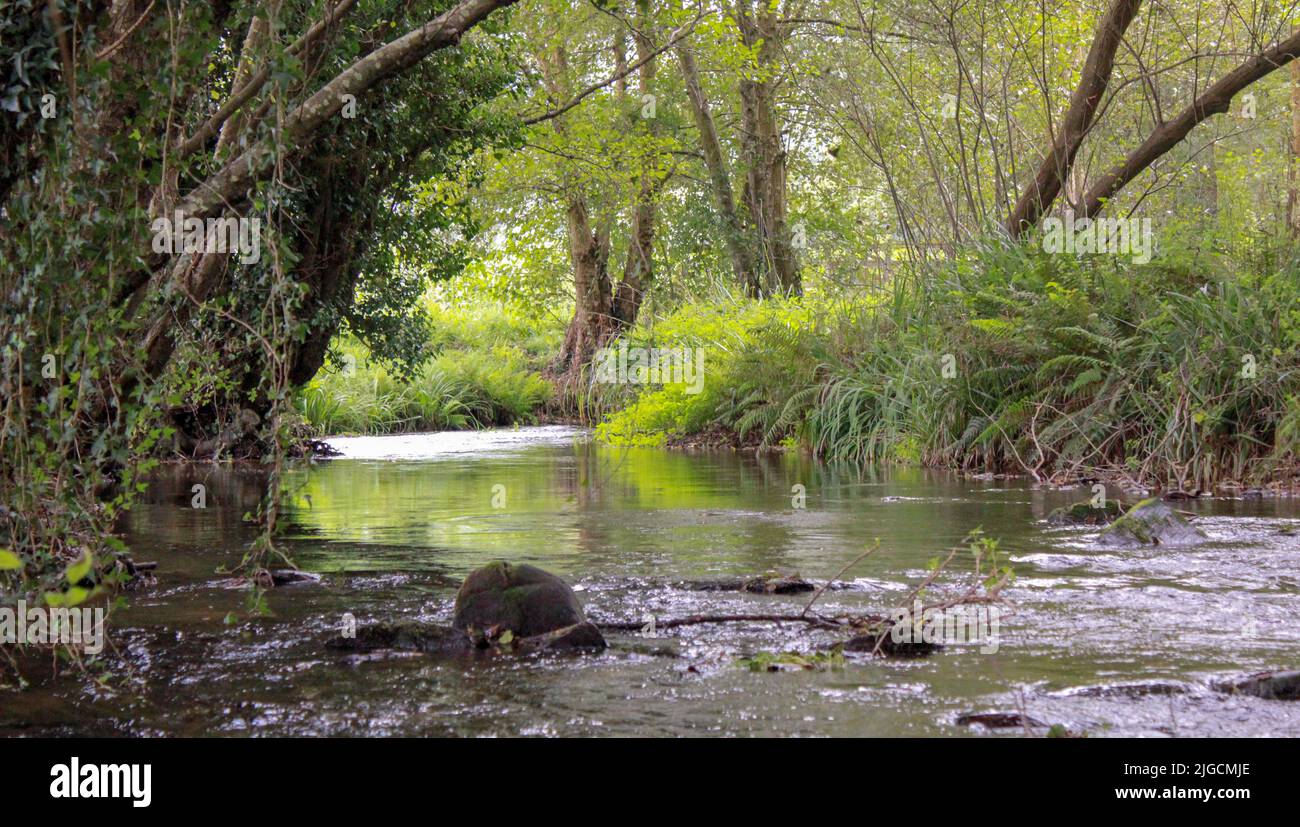 river in the countryside flowing along meadows Stock Photo - Alamy