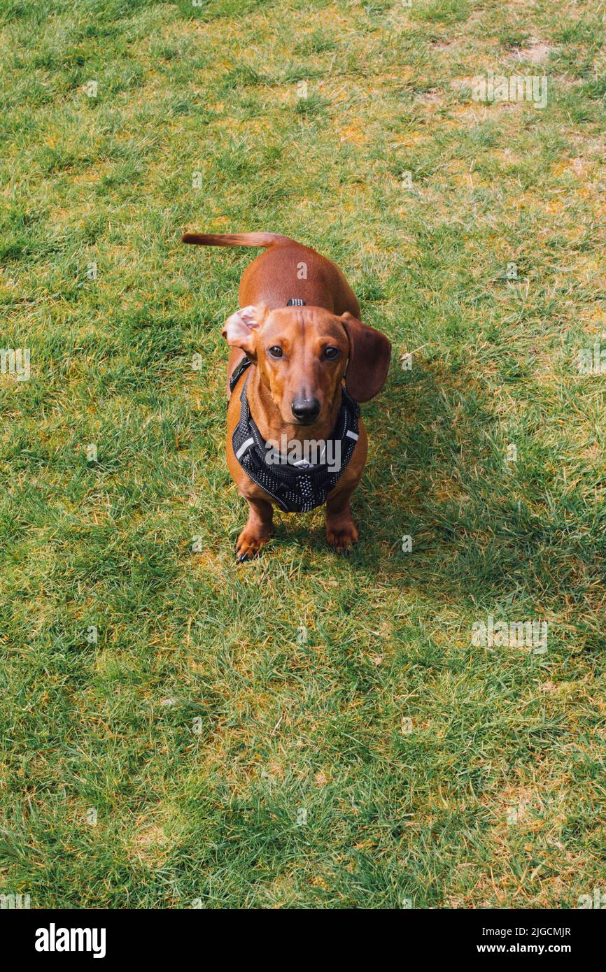 portrait of wiener dog on green grass, dachshund with one ear turned ...