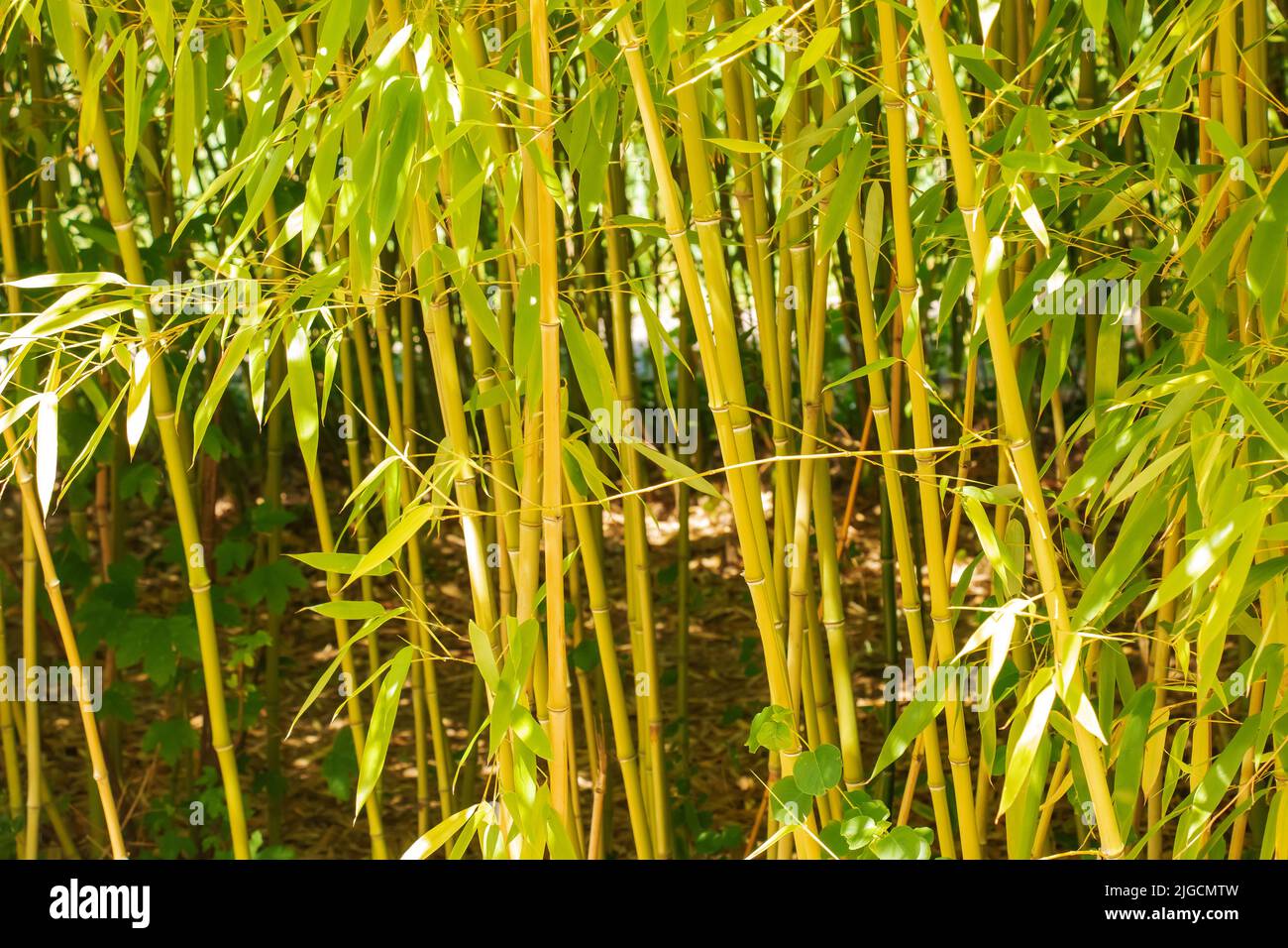 Bamboo tree landscape in the rainforest. Background of green trunks and ...