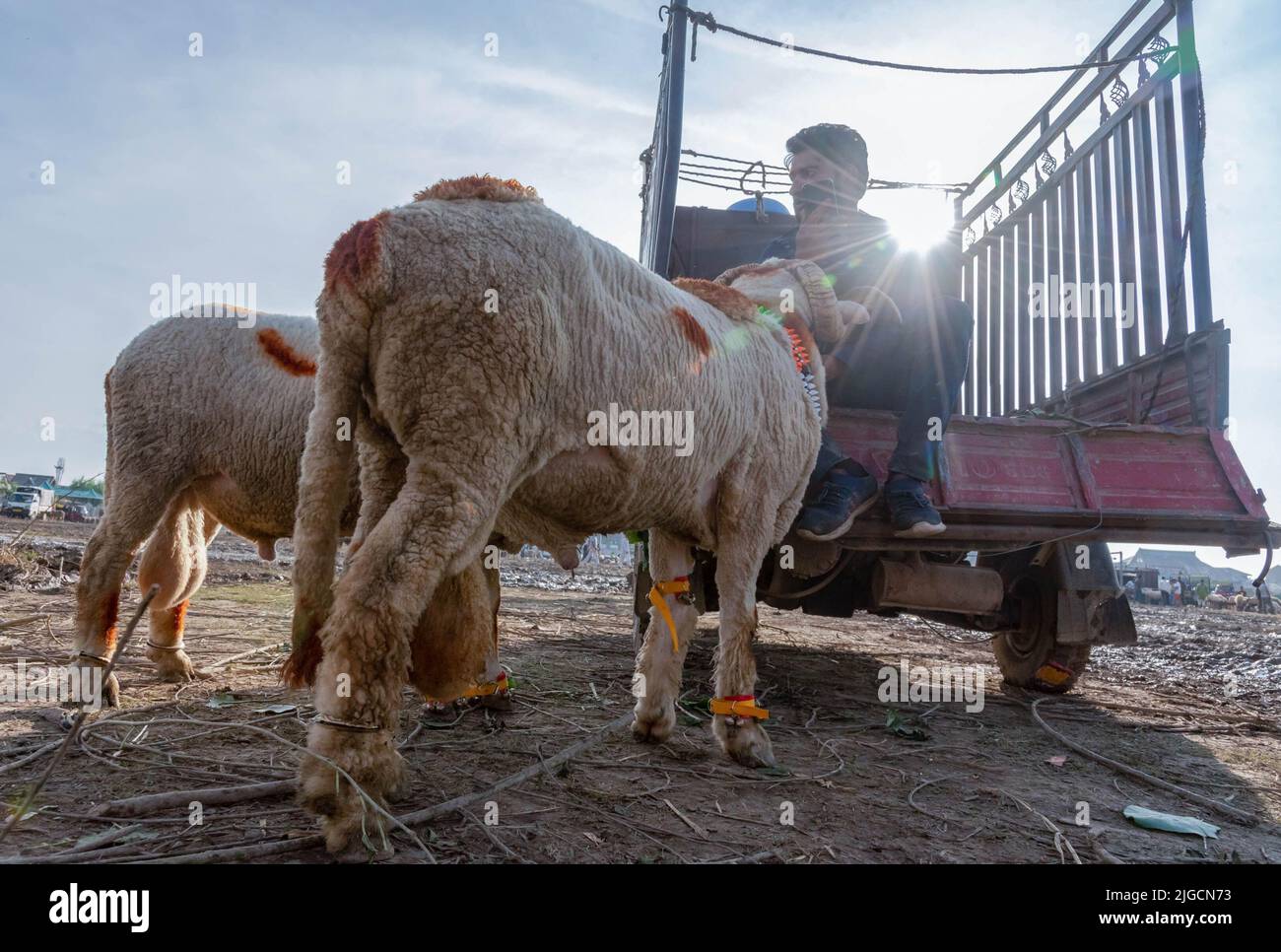 A man sells sheep at a livestock market ahead of Eid-ul-Adha festival ...