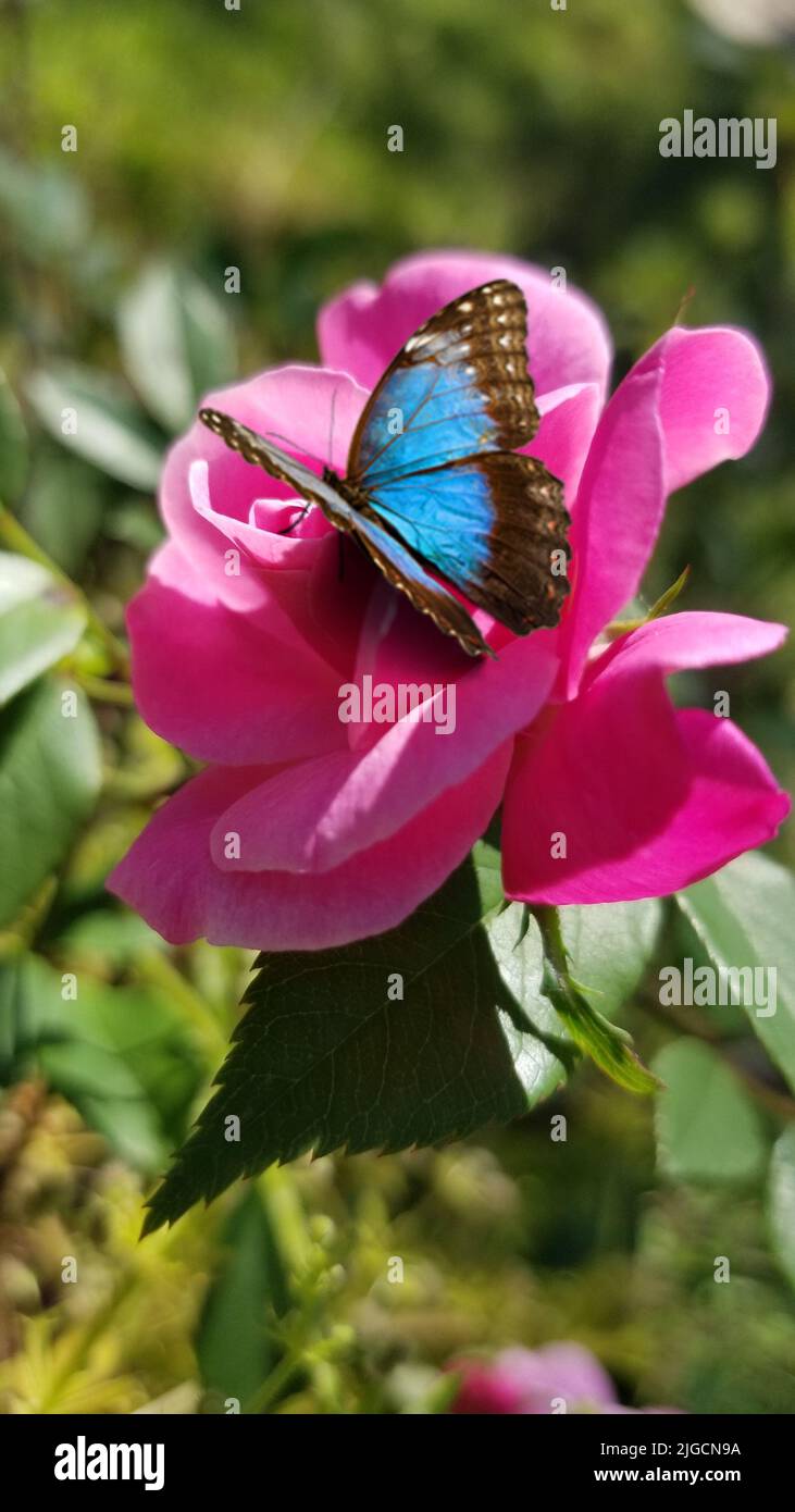 A beautiful morpho butterfly on a pink rose in a garden under the ...