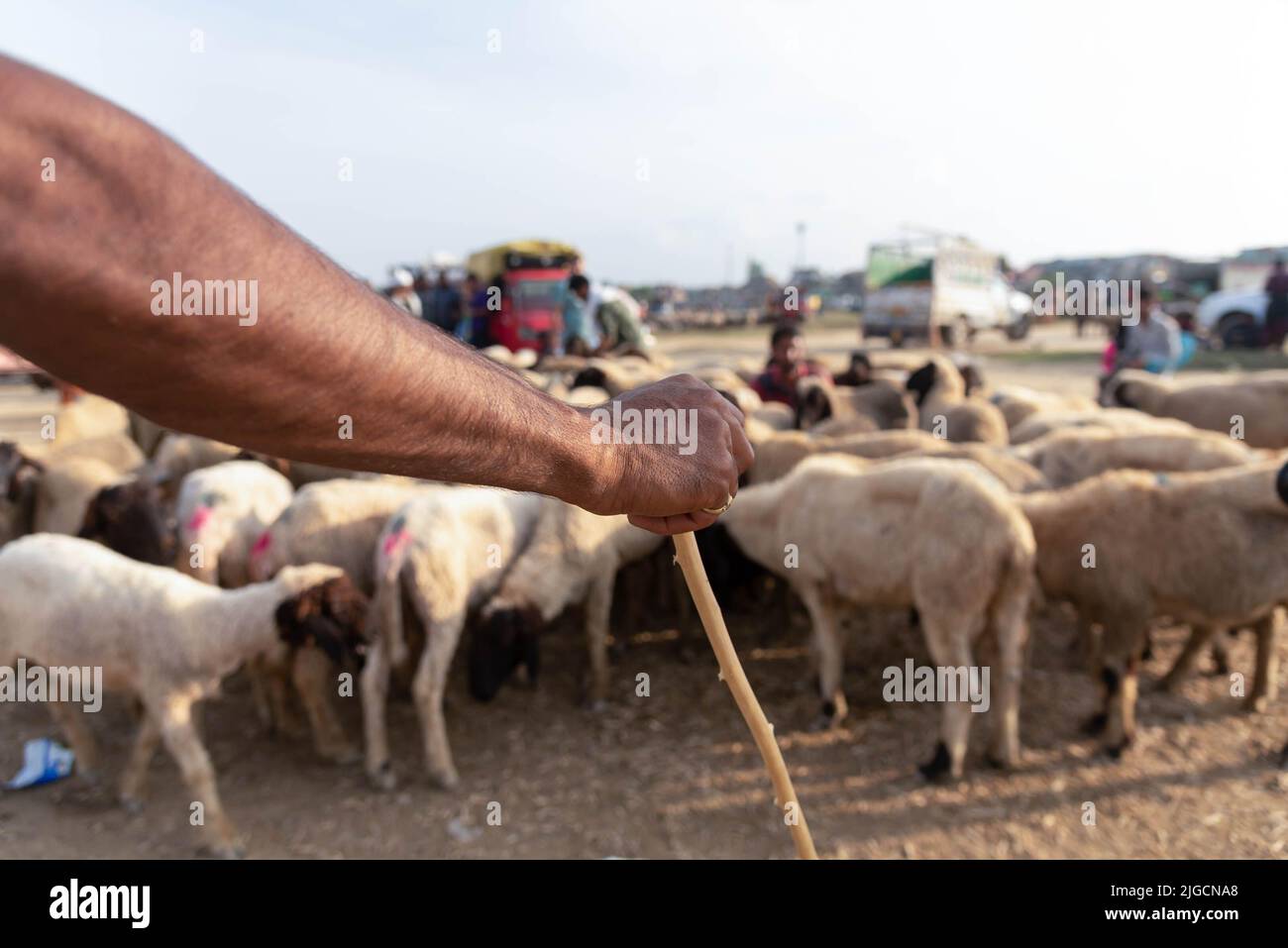 A trader takes care of his sheep at a livestock market ahead of Eid-ul ...