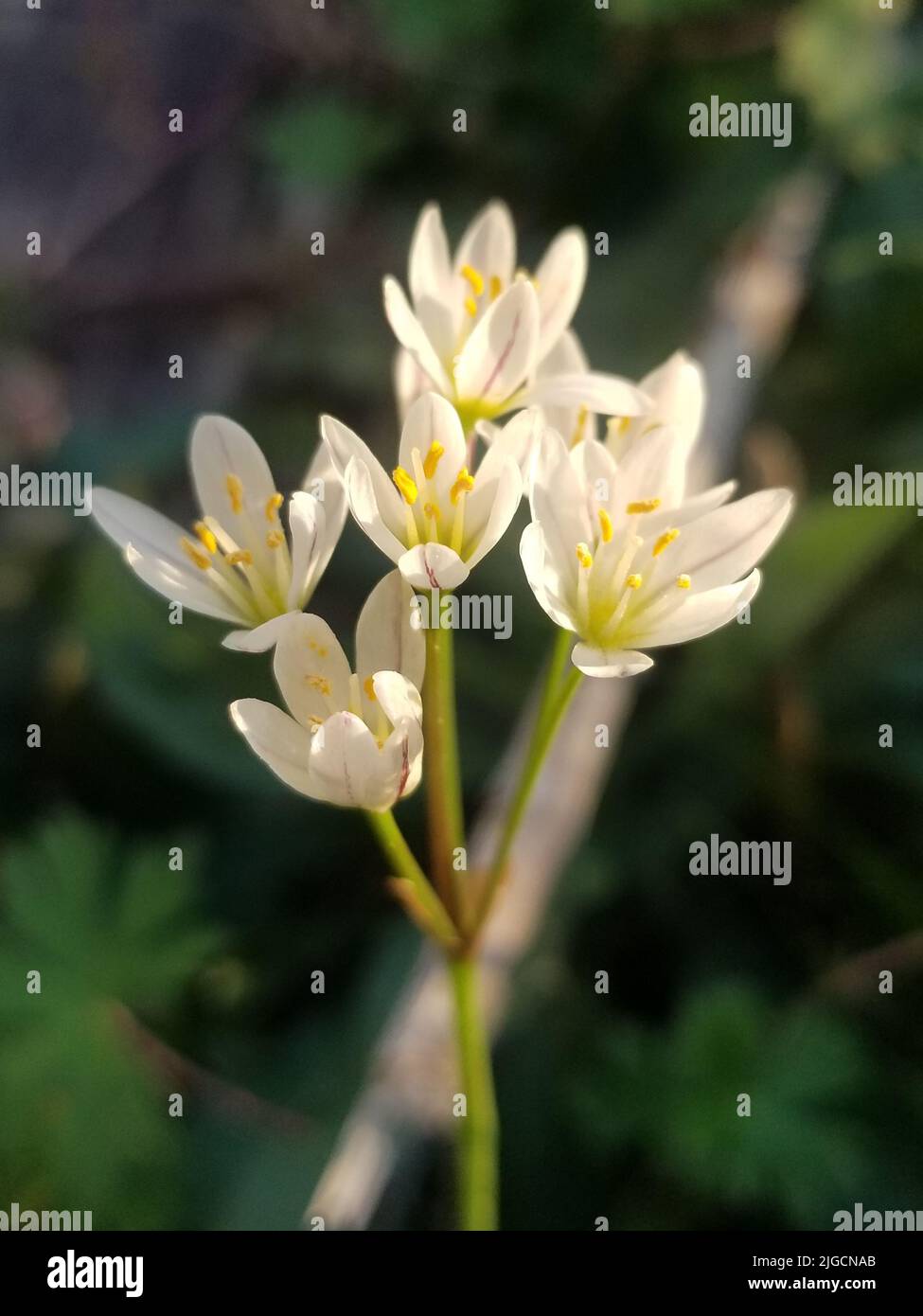 False garlic flowers hi-res stock photography and images - Alamy