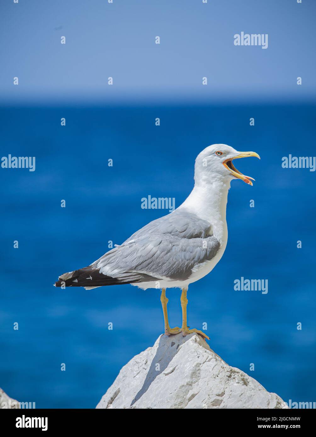 Seagull standing on the rock in front of the Adriatic sea Stock Photo ...