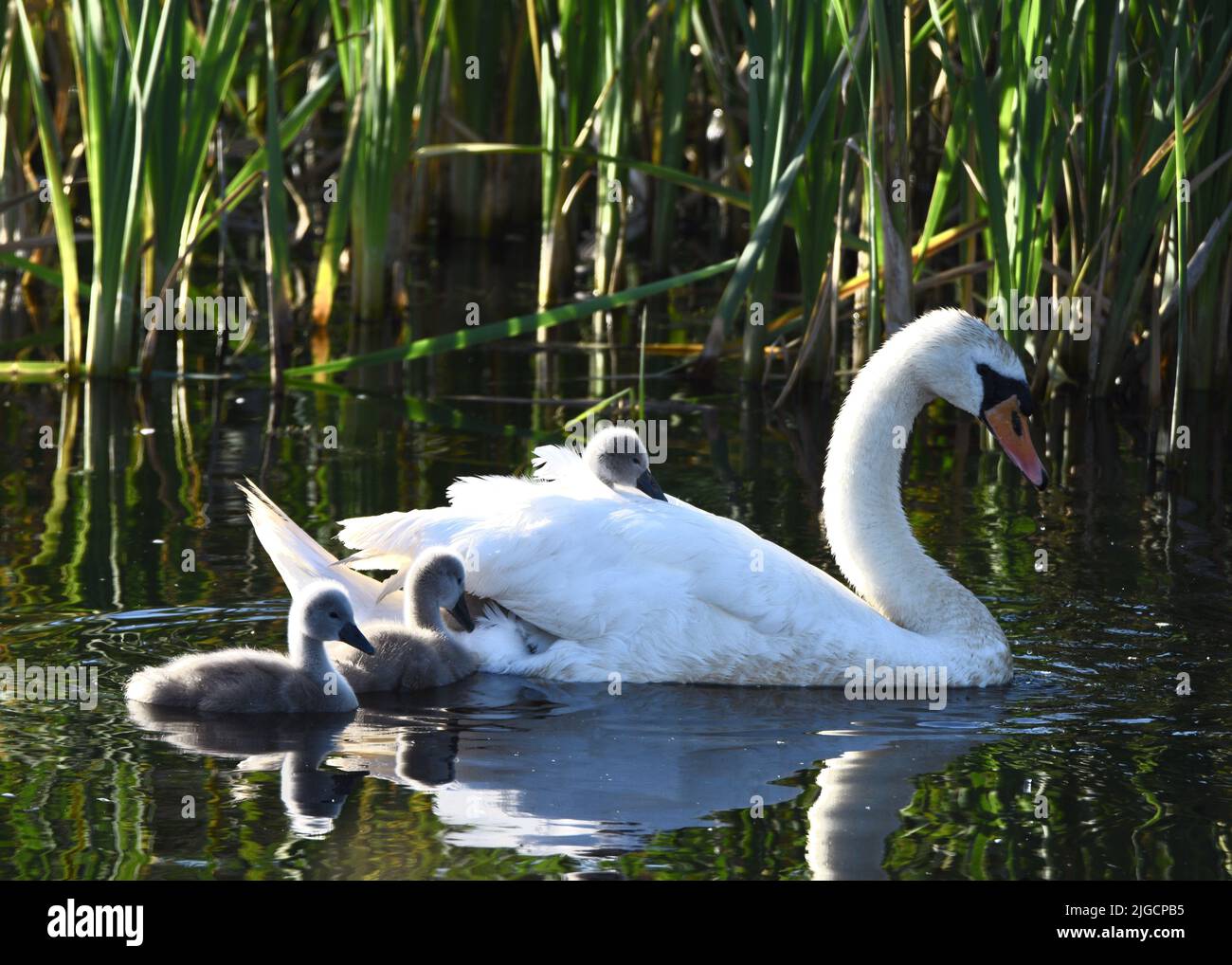 Swan signet on back hi-res stock photography and images - Alamy