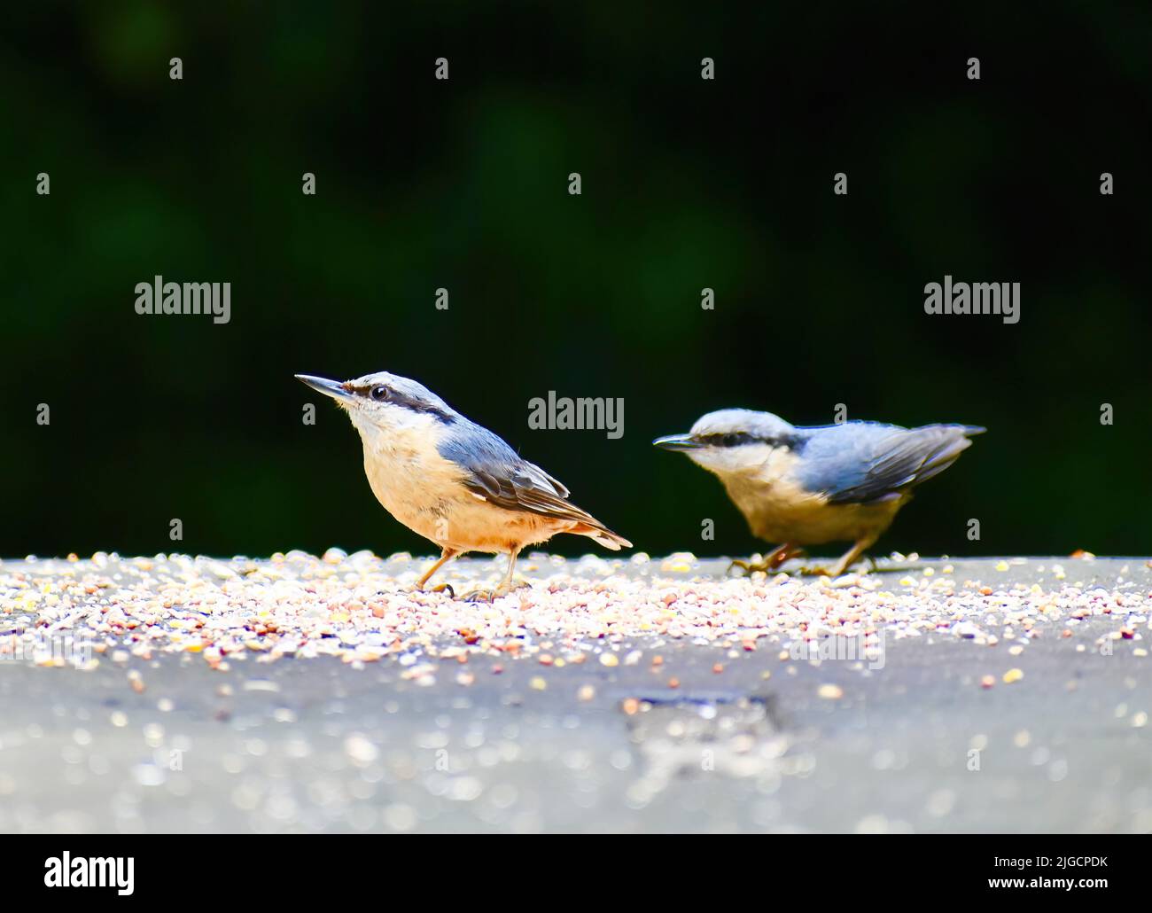 Nuthatches on Bird Bridge, Hampstead Heath, London, UK Stock Photo - Alamy