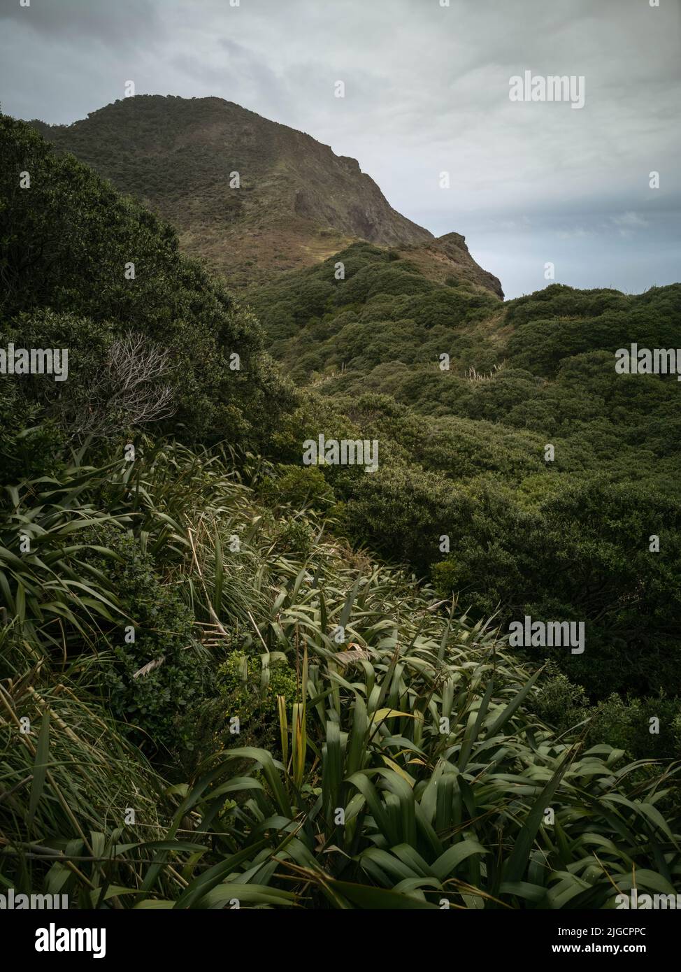 Hikurangi Takatu head mountain at Piha, gloomy winter day Stock Photo ...