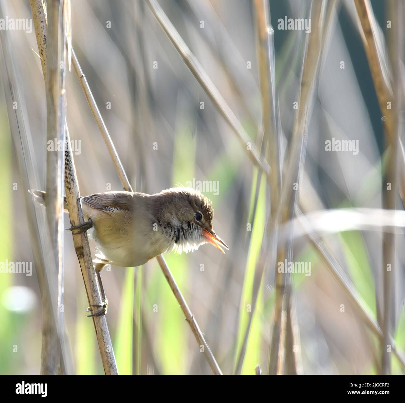 Women wildlife photographers hi-res stock photography and images - Alamy