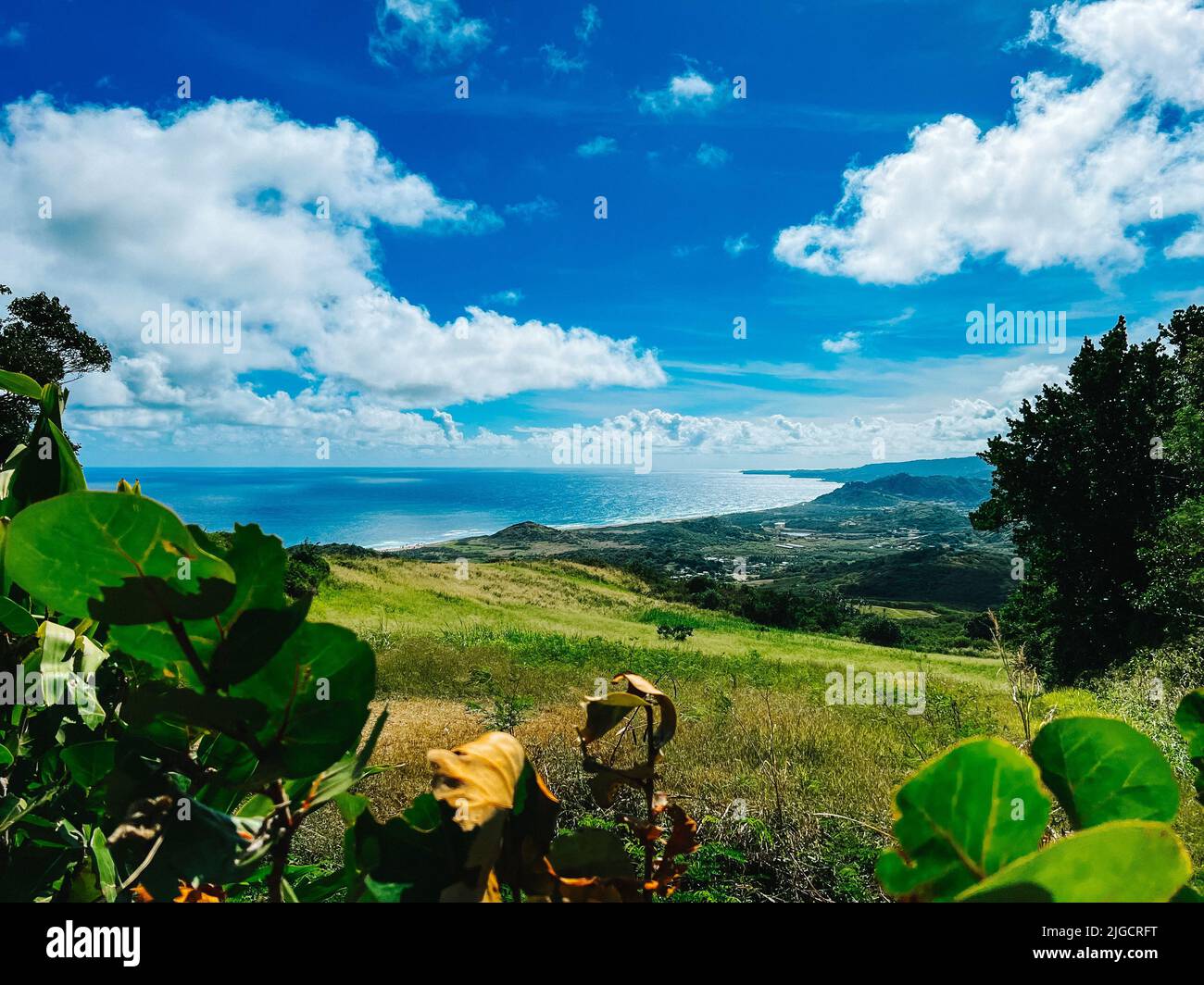 A beautiful leaf-bordered view of the ocean and grass field under a ...
