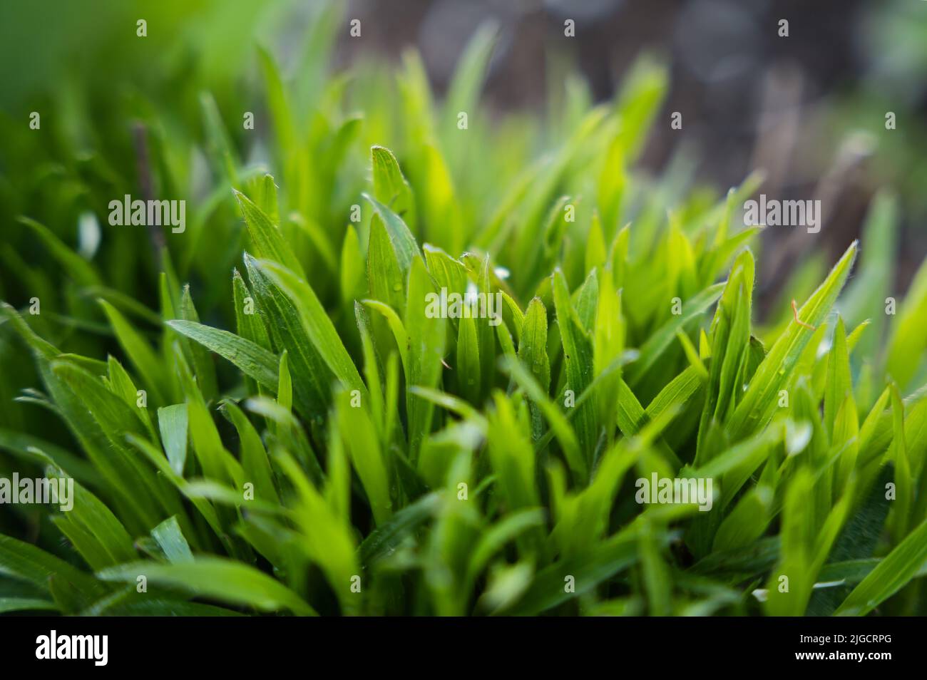 Sharp green grass. The photo has a beautiful bokeh Stock Photo - Alamy