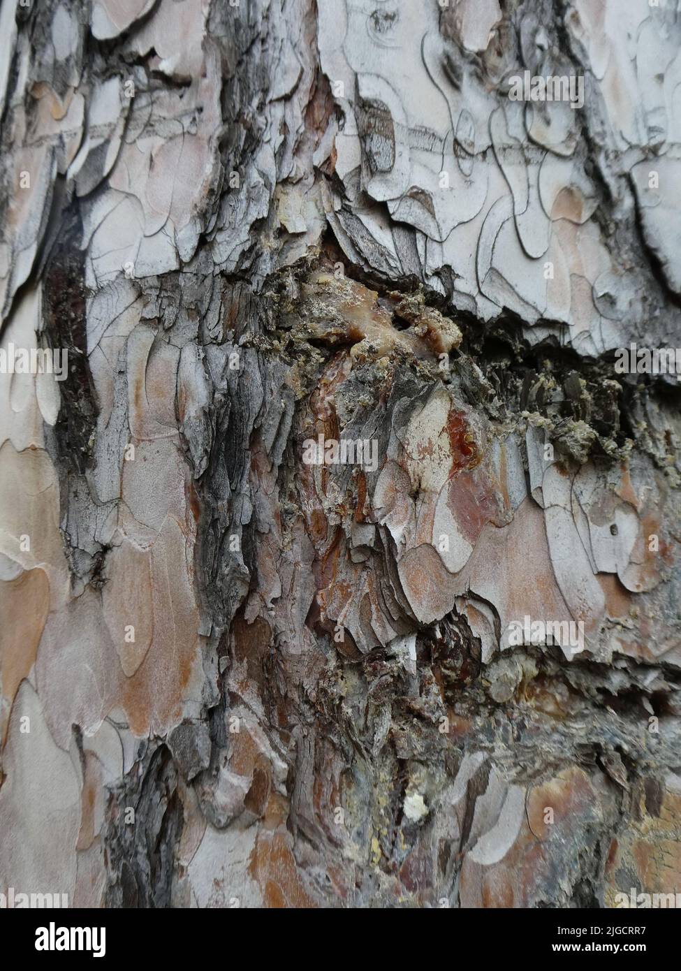 Natural tree bark - background texture Stock Photo - Alamy