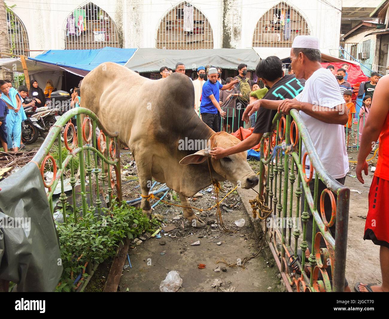 Muslim men trying to tame a cow in preparation of the slaughter ritual ...