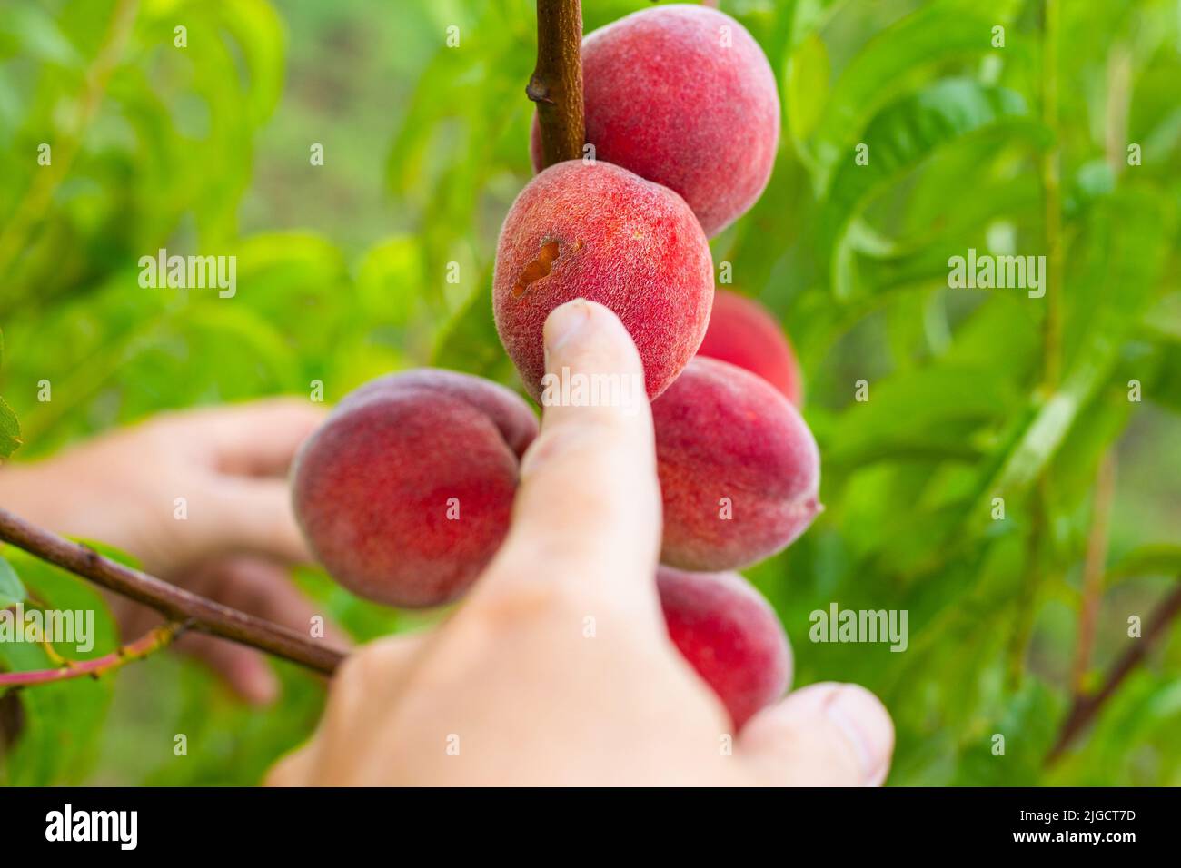 The gardener points with his finger at a red ripe peach pecked by birds ...