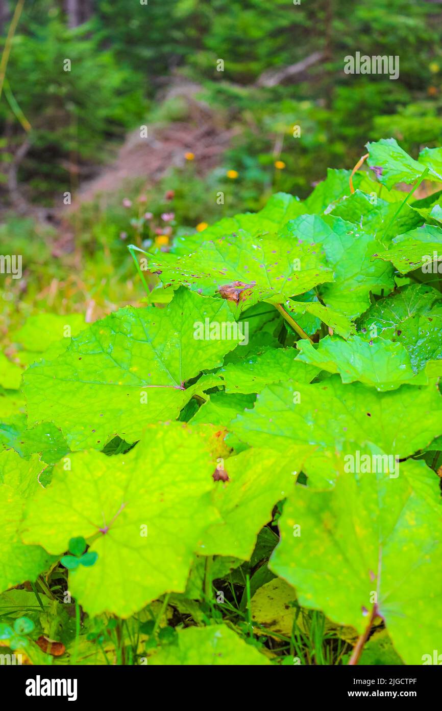 Green plants moss grasses and flowers on the forest floor on Brocken ...