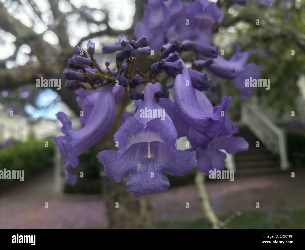 Jacaranda tree petals hi-res stock photography and images - Alamy