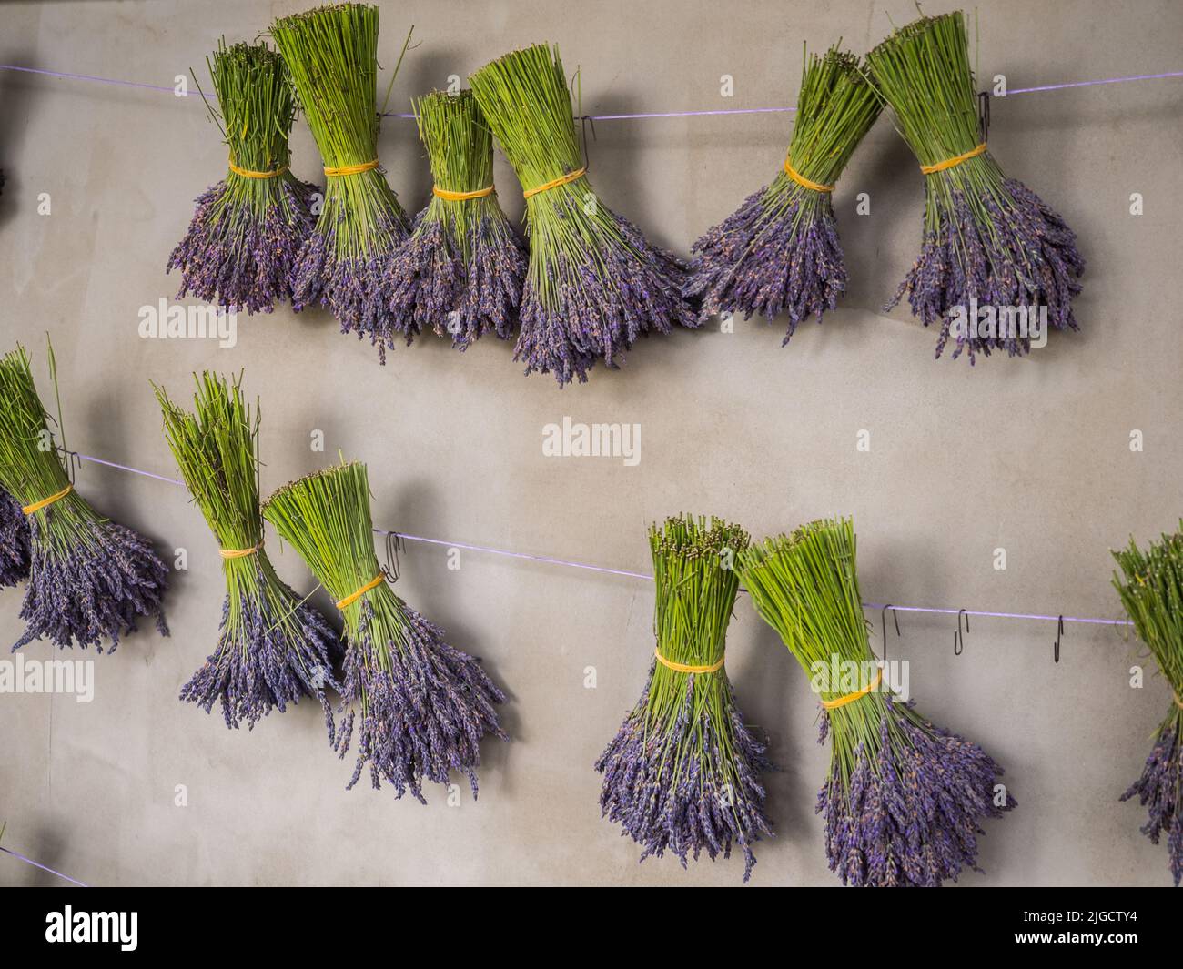 Hanging lavender bunches hi-res stock photography and images - Alamy