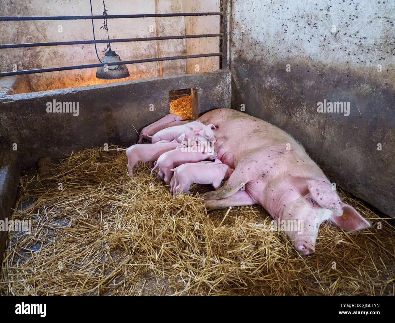 Momma pig and piglet hi-res stock photography and images - Alamy