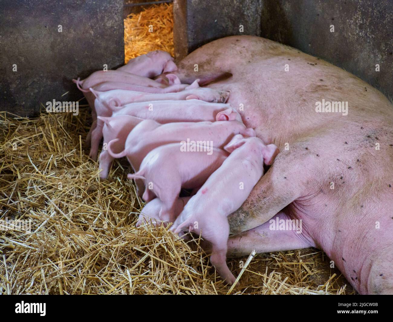 Momma pig feeding hungry little piglets. The sow and suckling piglets ...