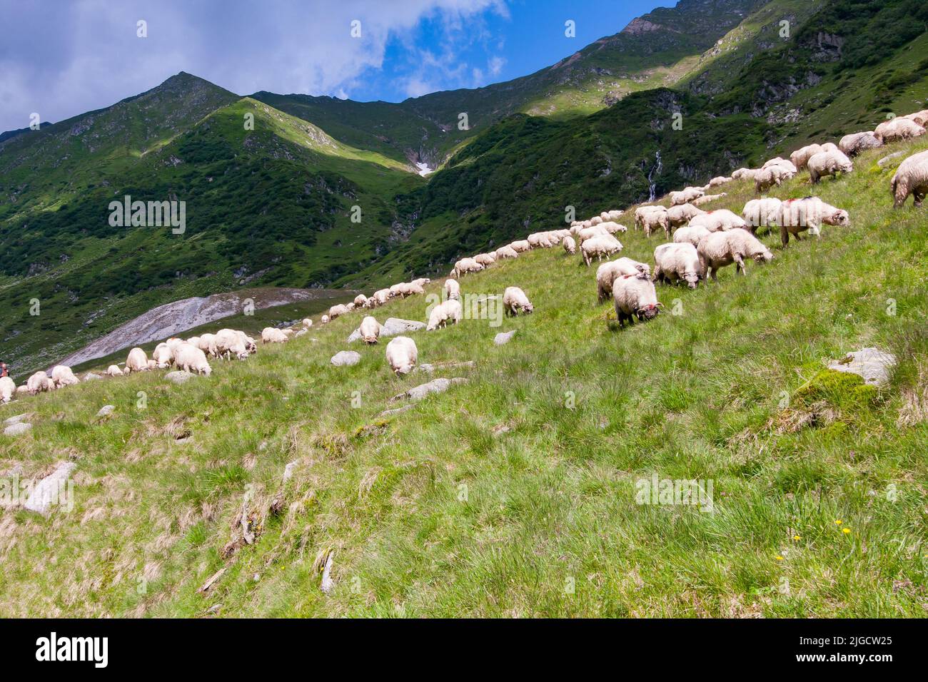 Shepherd guarding flock sheep hi-res stock photography and images - Alamy