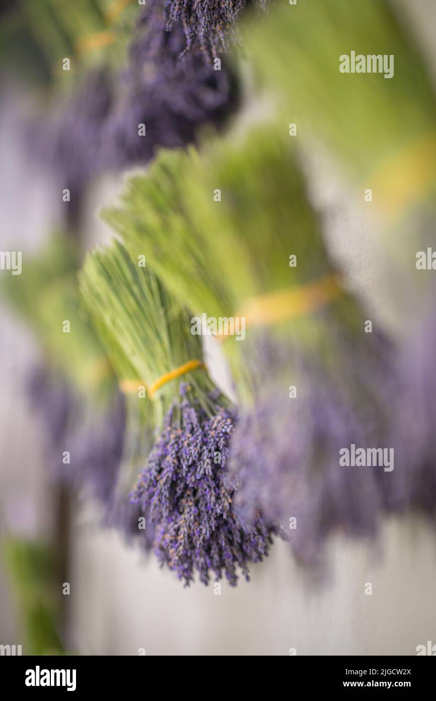 Hanging lavender bunches hi-res stock photography and images - Alamy