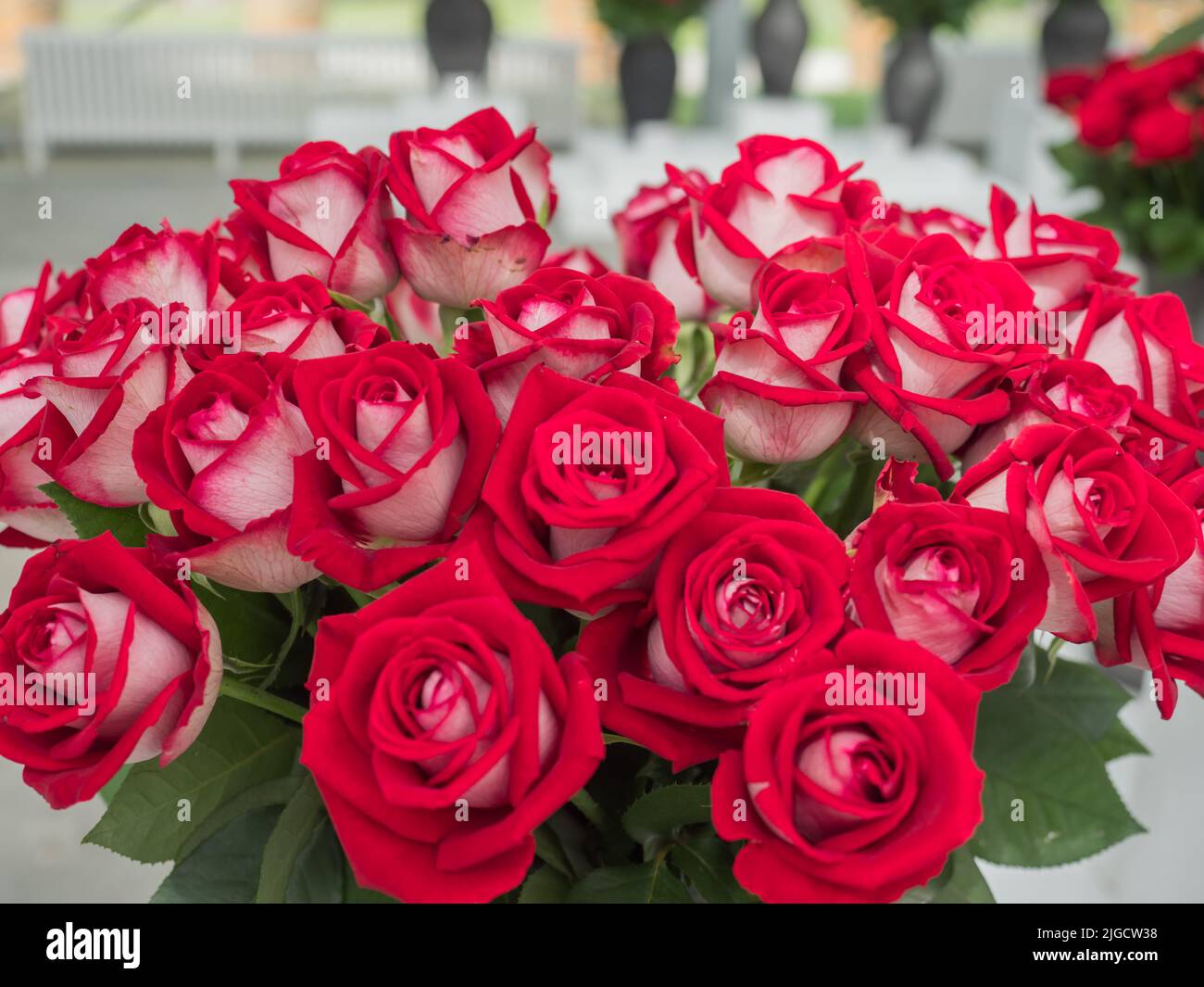 Blooming romantic fresh red and white rose. Flower rose "Luxor" on the ...